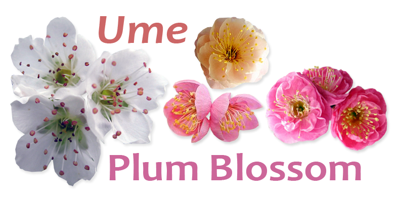Ume - Plum Blossom - Japan Guide