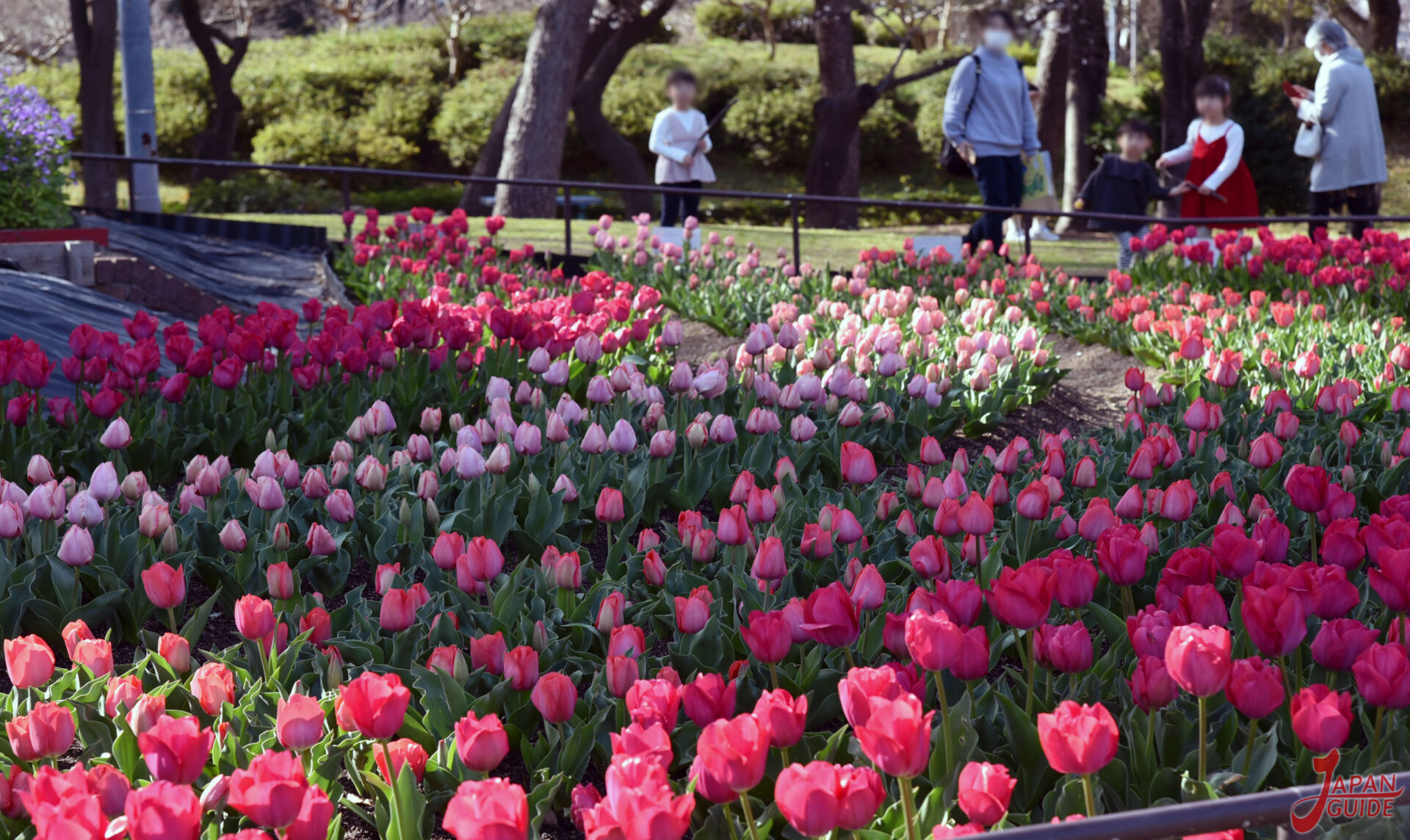 Meijo Park Tulips Season - Japan Guide