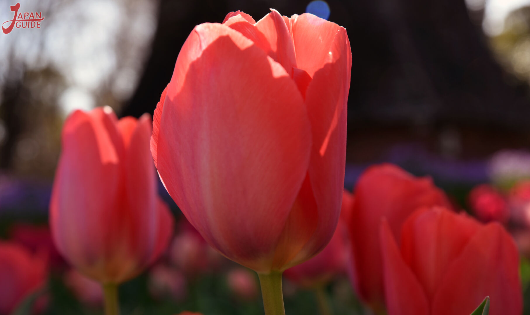 Meijo Park Tulips Season - Japan Guide