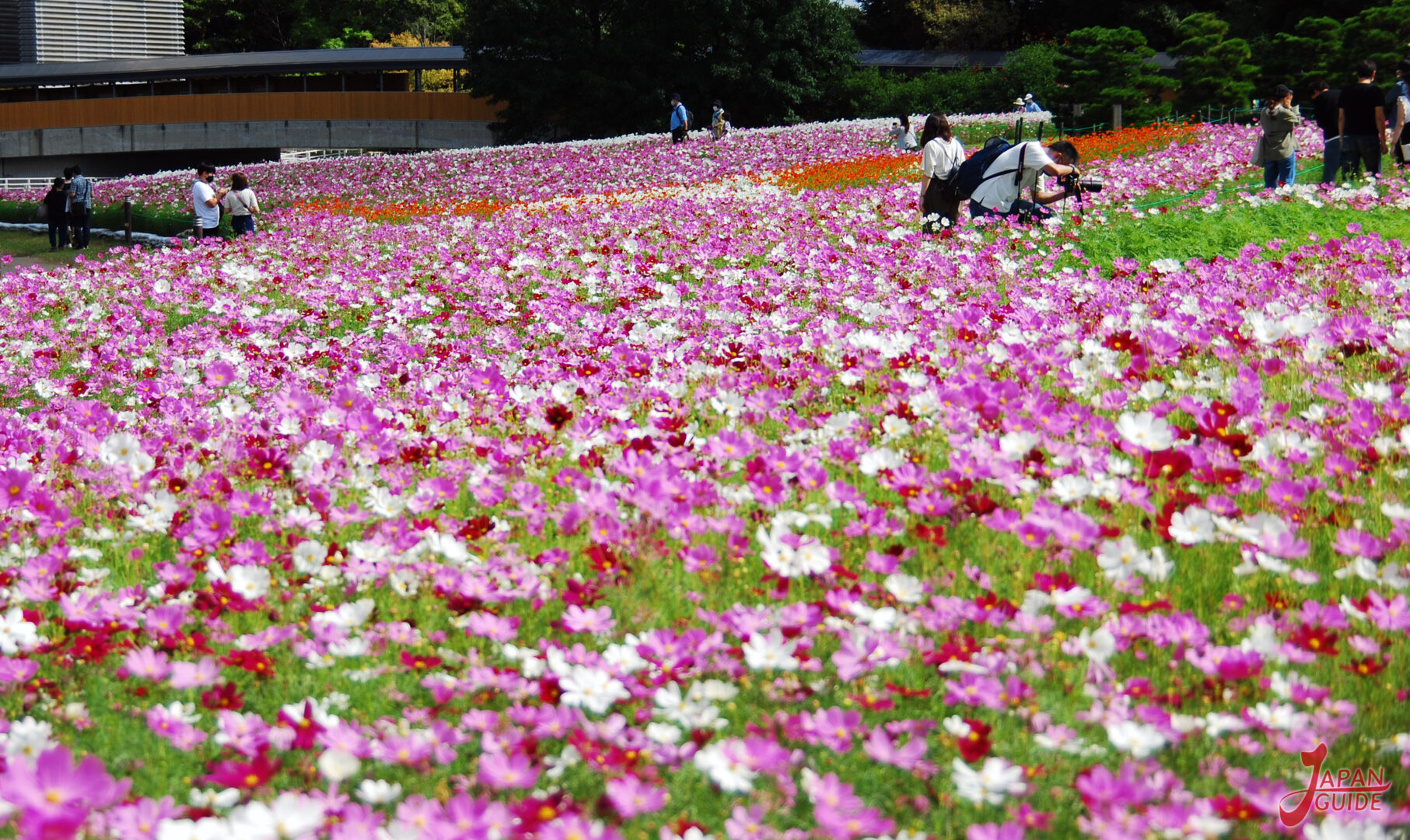 Cosmos Flower Season at Hamanako Garden Park - Japan Guide