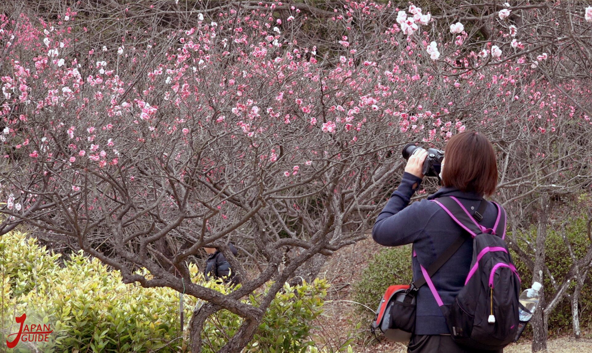 Odaka Park Plum Blossom Festival - Japan Guide