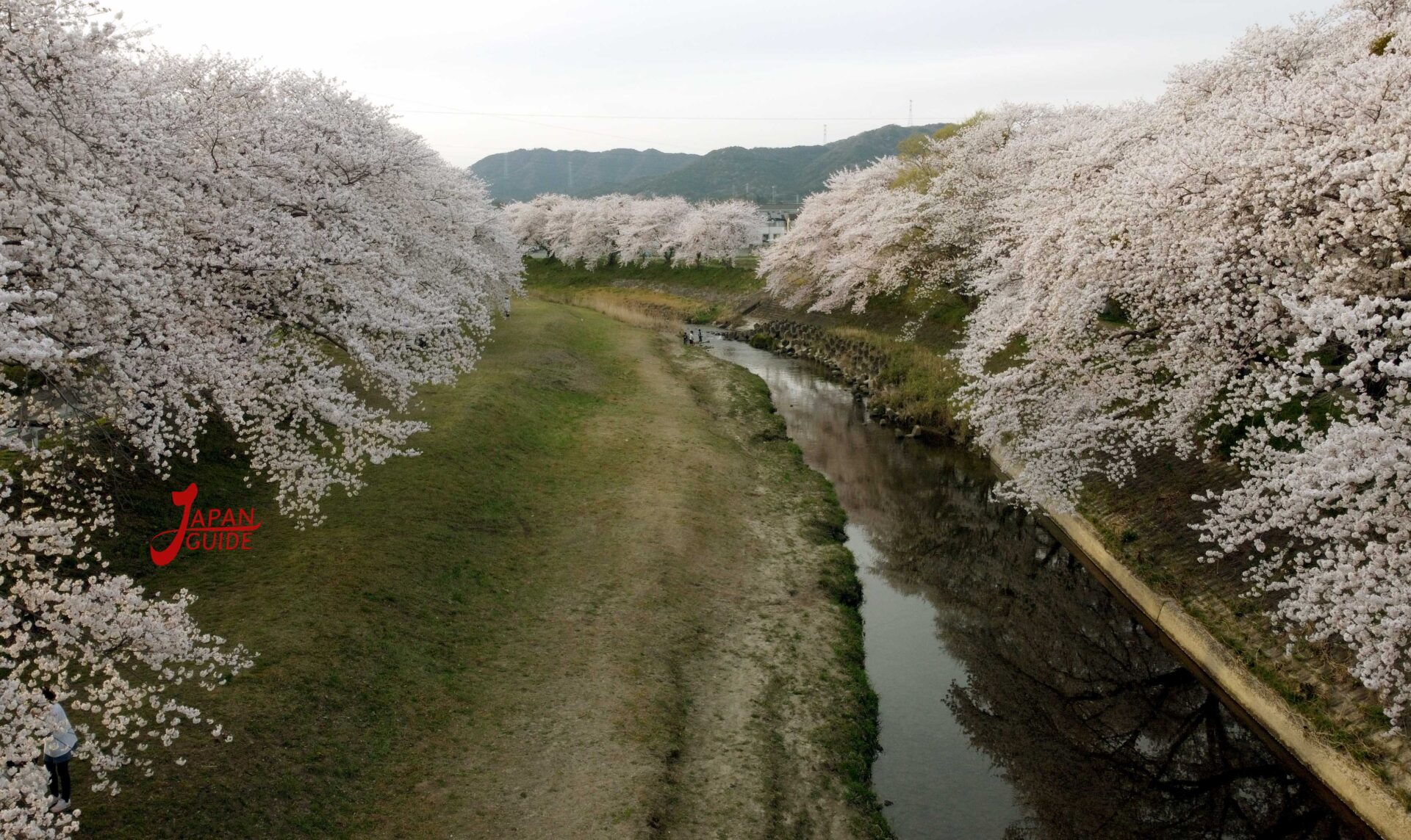 Toyokawa Otowa River Cherry Blossoms - Japan Guide