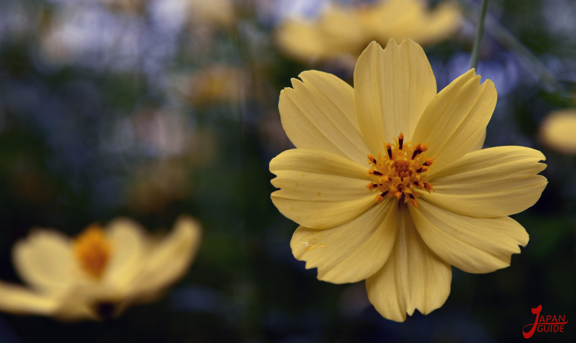 Bright Yellow Cosmos of Kiso Sansen Park - Japan Guide