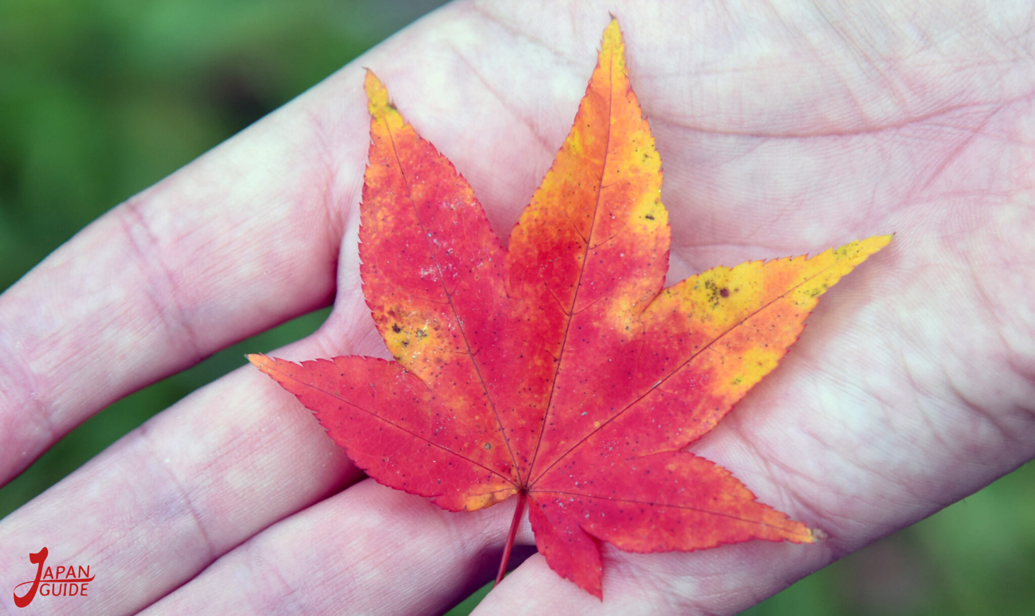 Autumn Leaves of Oidaira Park - Japan Guide